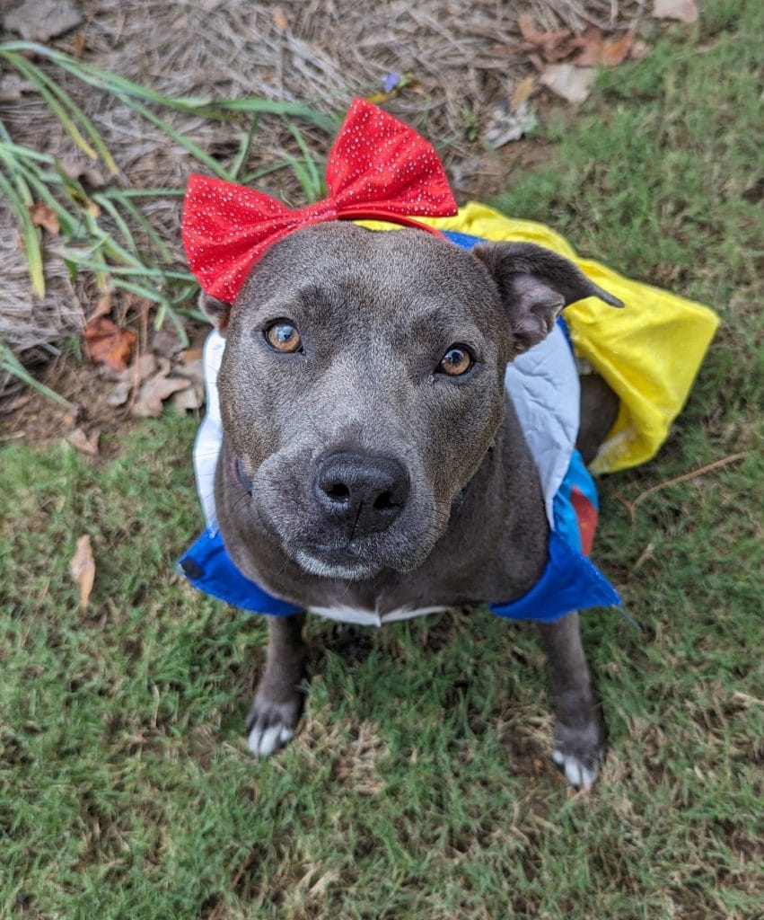 Meet Snow White - Birmingham Christian Family Magazine